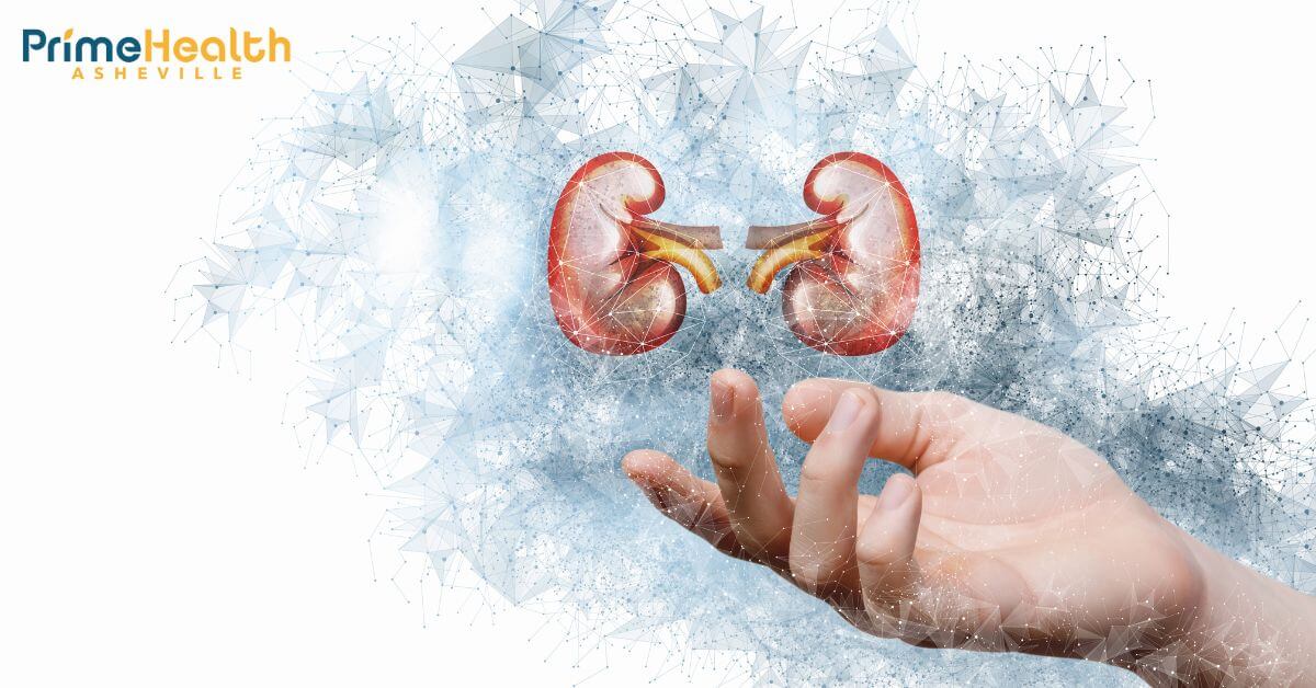 The Essential Role of the Kidney: How It Keeps Us Alive